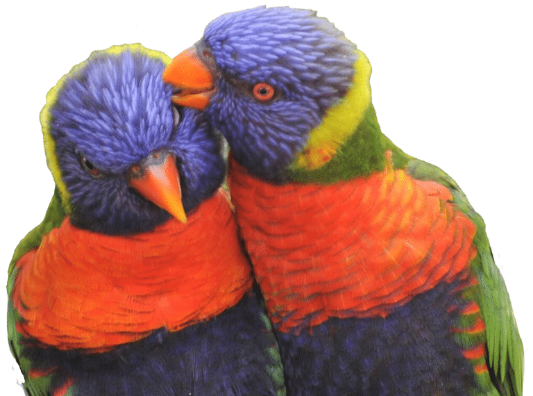 Rode brulaap - Vogelpark Avifauna