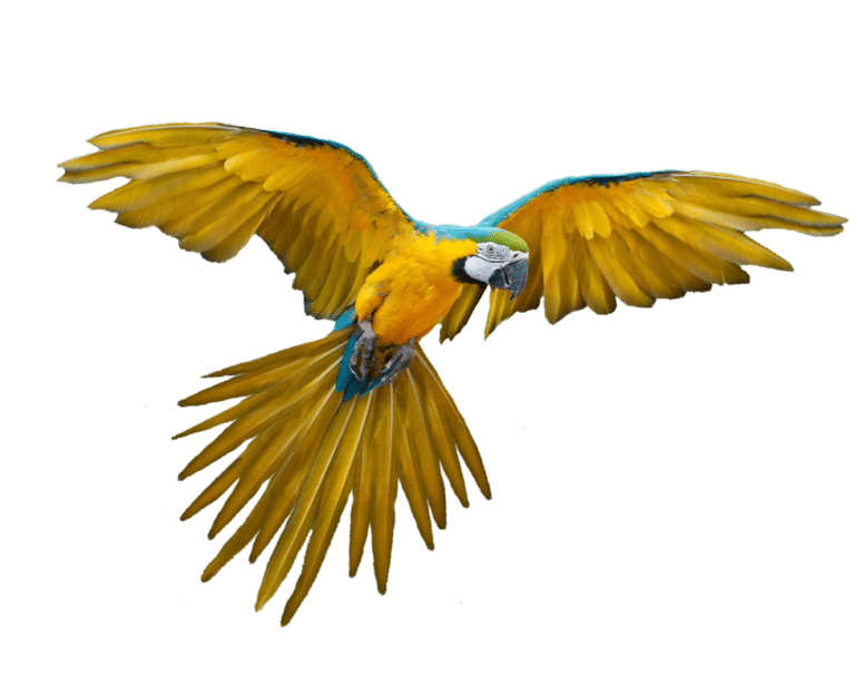 Helmkasuaris - Vogelpark Avifauna