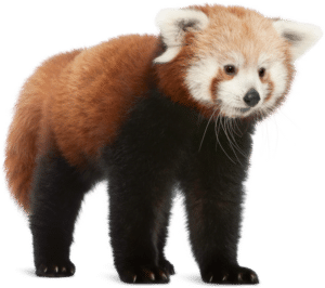 Nieuwe rode panda - welkom Freya! - Vogelpark Avifauna
