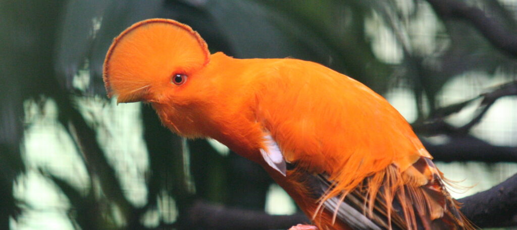 Avifauna doet meer - Vogelpark Avifauna