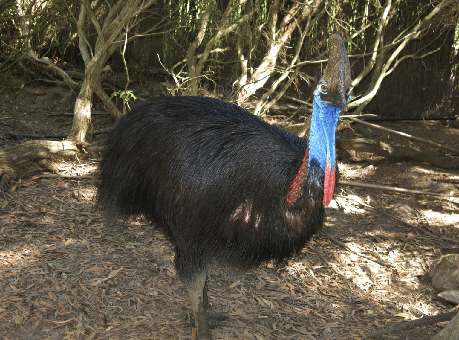 Plattegrond - Vogelpark Avifauna