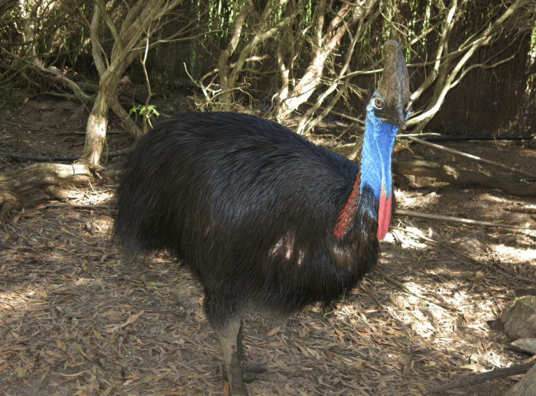 Plattegrond - Vogelpark Avifauna