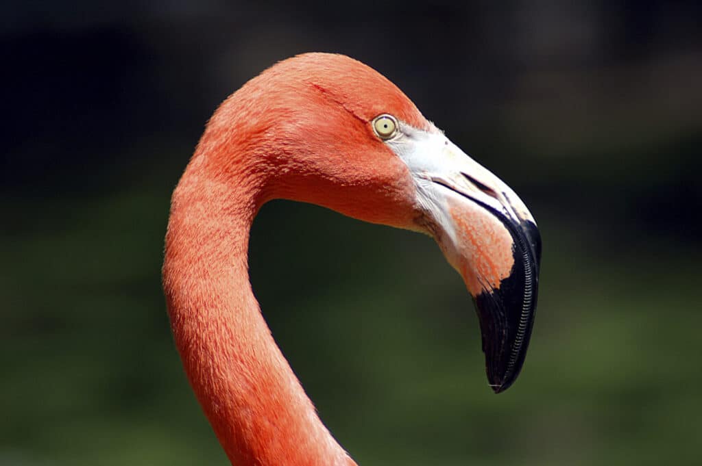 Rode flamingo - Vogelpark Avifauna